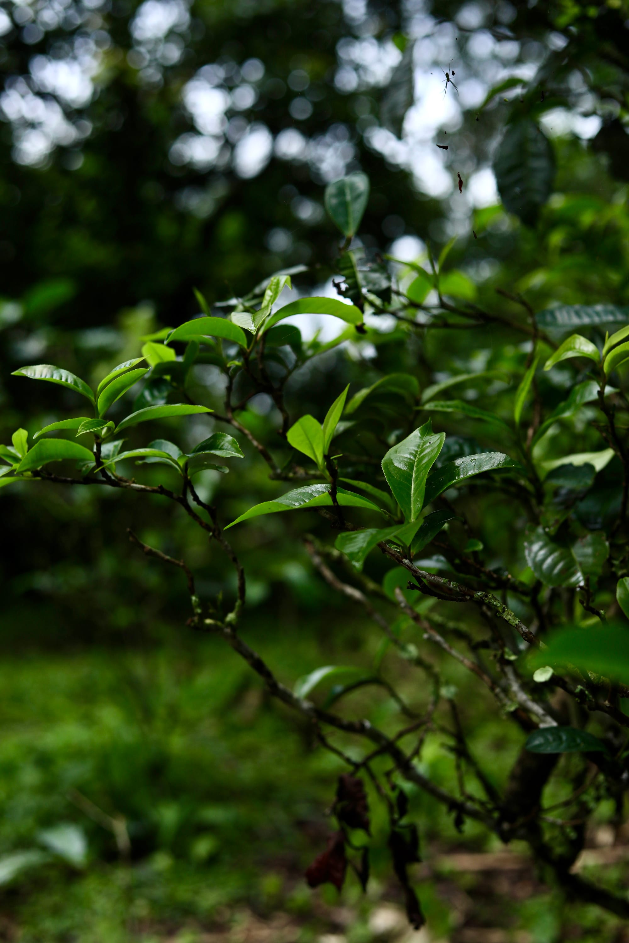 Tea Mountains, Tea Forests, and Life on Jingmai Mountain